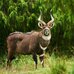 Tour in Goro Bale "4 days Bale Mountain trekking and Game drive tour ...