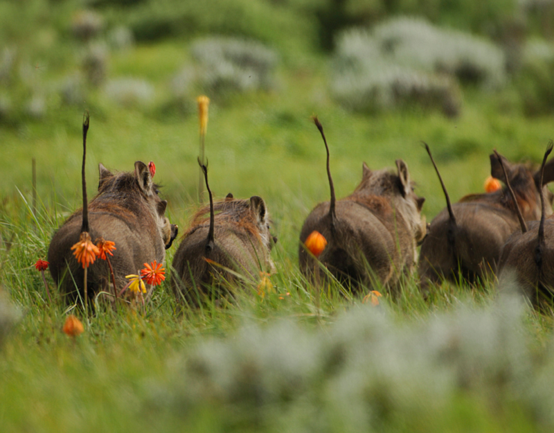 Tour in Goro Bale "4 days Bale Mountain trekking and Game drive tour ...