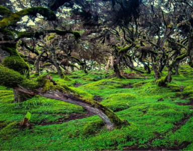Tour in Goro Bale "4 days Bale Mountain trekking and Game drive tour ...